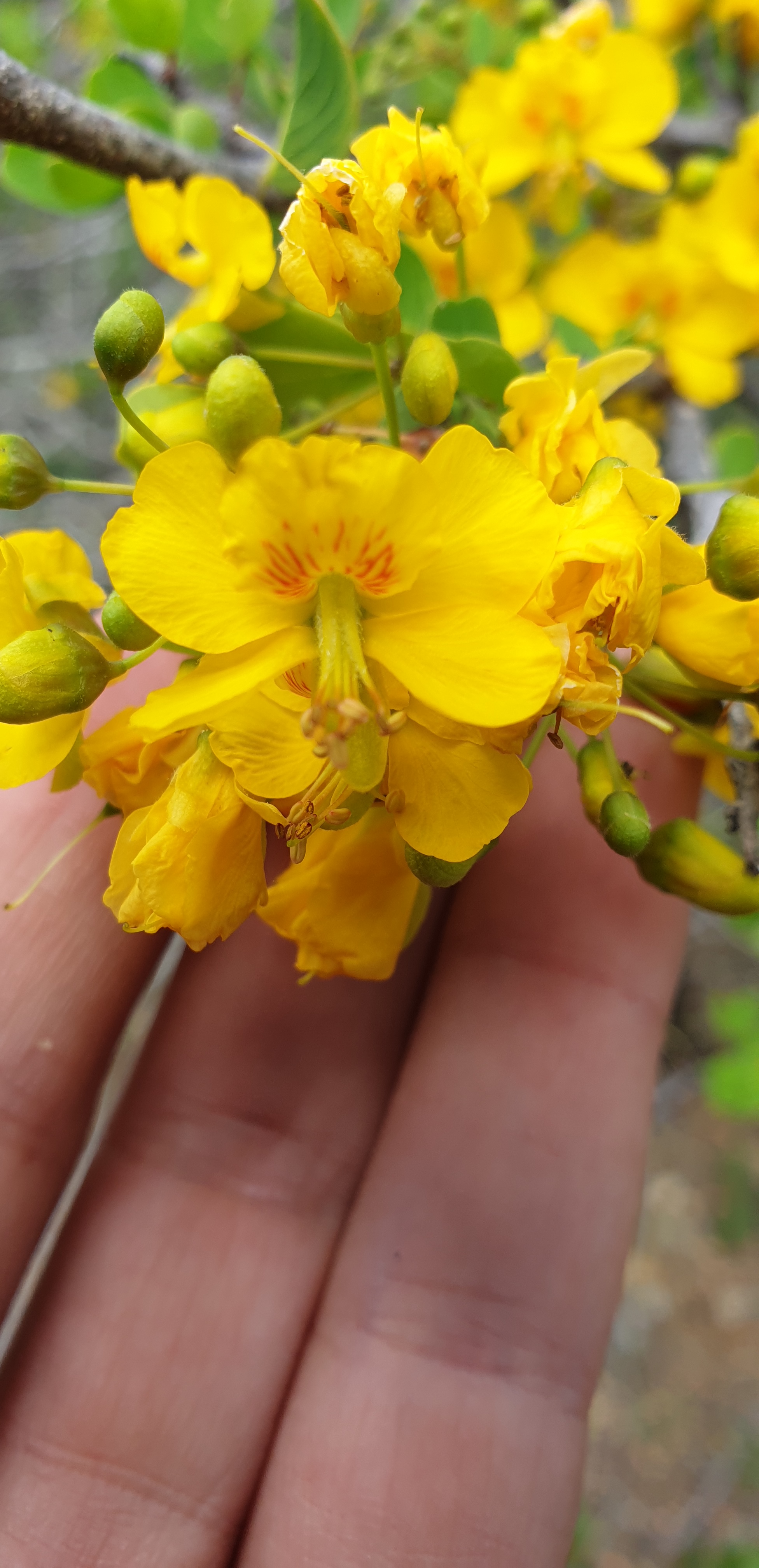 Indigenous species nursery
